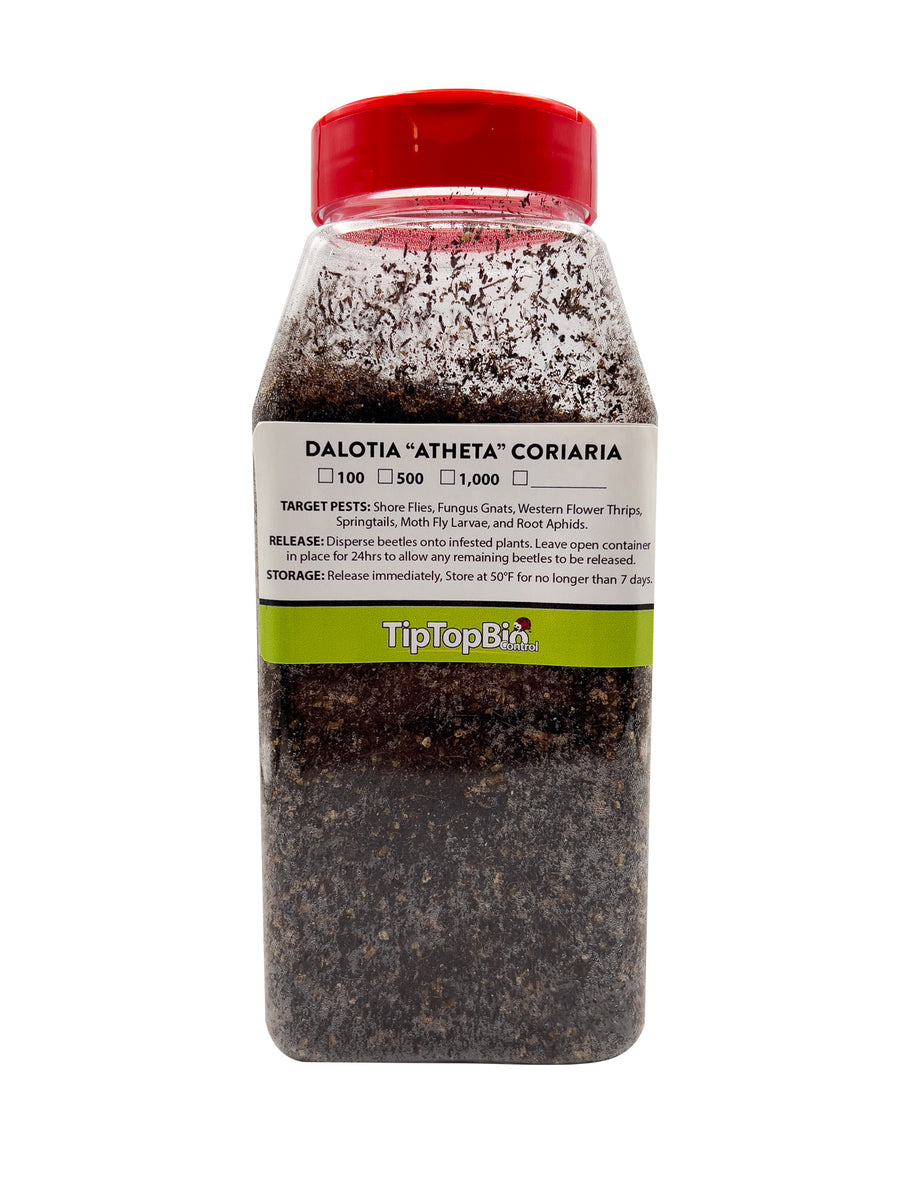 Dalotia (Atheta) coriaria | Rove Beetle | Soil Pest Control – GardeningZone